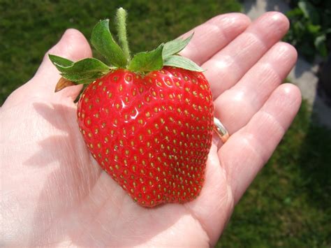 50 Giant Strawberry Seeds Bonsai Strawberry Seeds Annual And Biennial Seeds