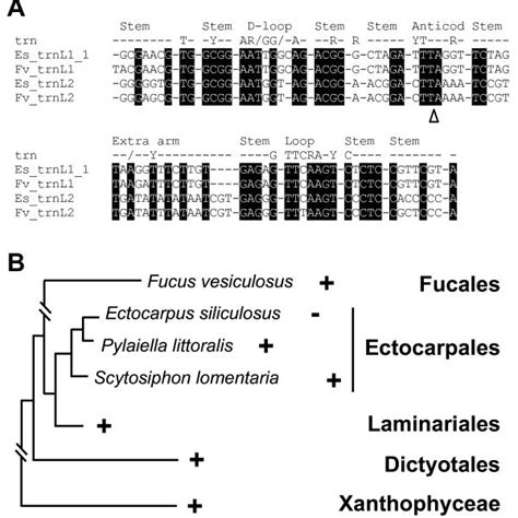 Plastid Genome Maps Of E Siliculosus And F Vesiculosus Genes On The