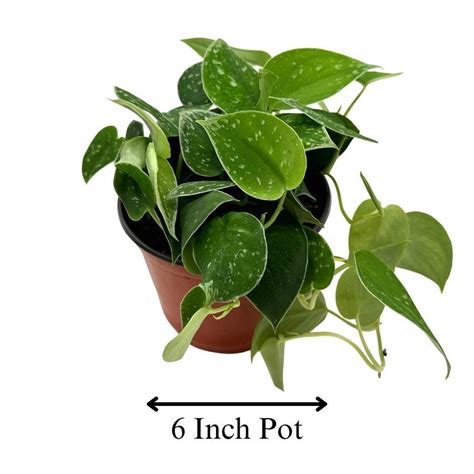 Silver Pothos 6 Inch Satin Pothos Silver Philodendron Etsy