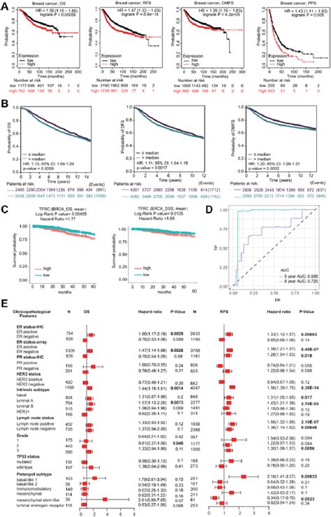 prognostic significant of tfr1 in bc a the os rfs dmfs and pps of