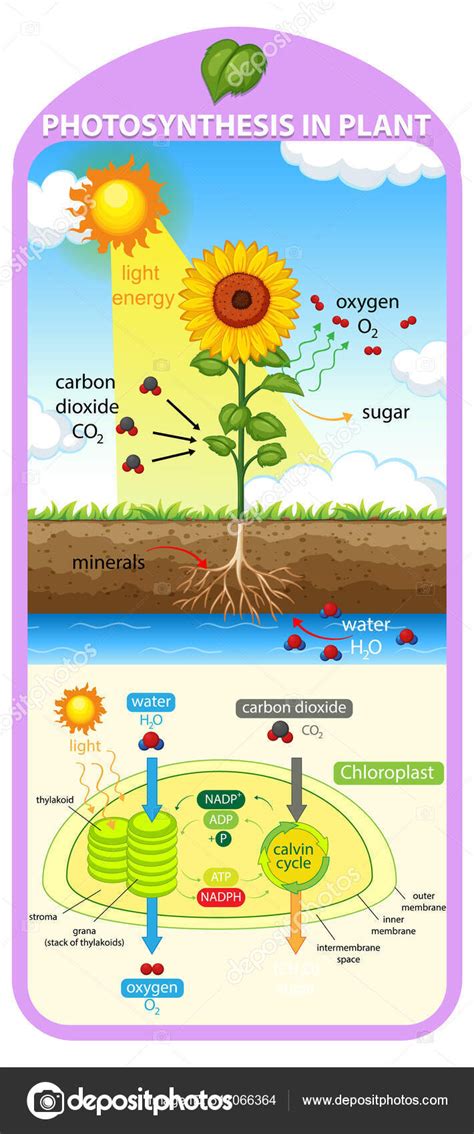 Diagram Showing Process Photosynthesis Plant Illustration Stock Vector
