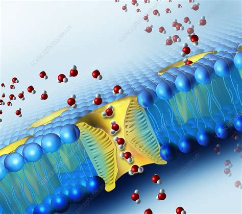 Aquaporins Artwork Stock Image C0102489 Science Photo Library