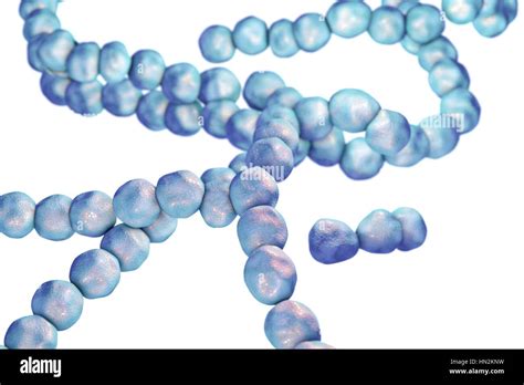 Streptococcus Bacteria Computer Illustration Streptococcus Bacteria