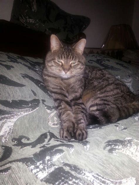 Tabitha The Precious Lady Sweet And Serene