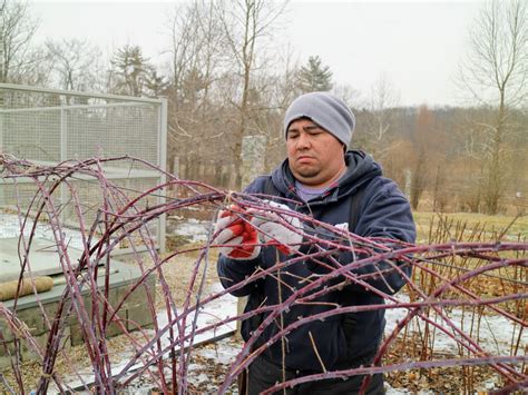 Pruning My Black Raspberry Bushes The Martha Stewart Blog