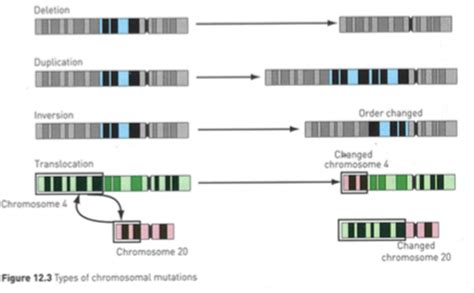 Mutations And Gene Pools Flashcards Quizlet