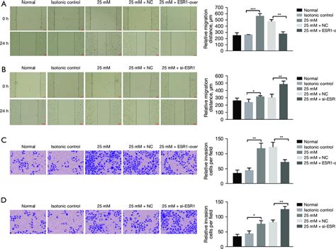 Effect Of Esr1 On Hepg2 Migration And Invasion Ab Cell Migration