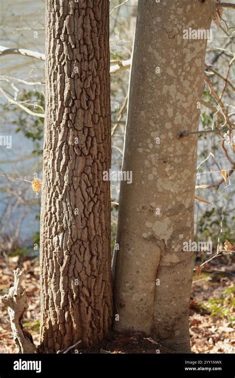 two different tree species growing at close proximity from the same