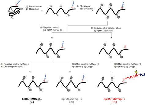 Innovative And Comprehensive Analysis Kit For Protein S Palmitoylation