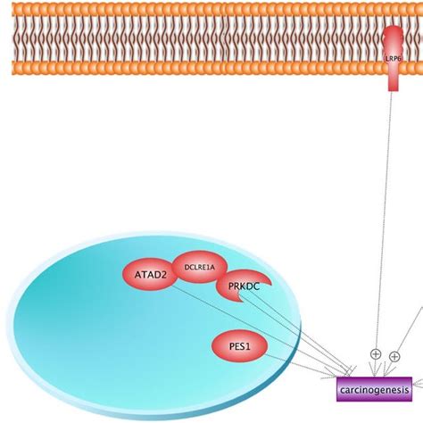 Uqcrc1 Gene Encodes Ubiquinol Cytochrome C Reductase Or Cytochrome Bc1