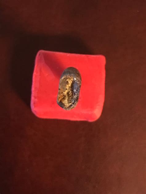 Dromaeosaur Tooth Pierson Fossil Company Llc