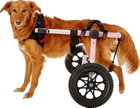 How Easy Is It To Get Your Dog Into The Wheels To Go Outside