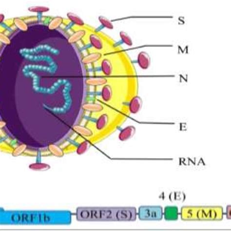 Structure And Genome Of Sars Cov 2 The Sars Cov 2 Genome Is Arranged Download Scientific