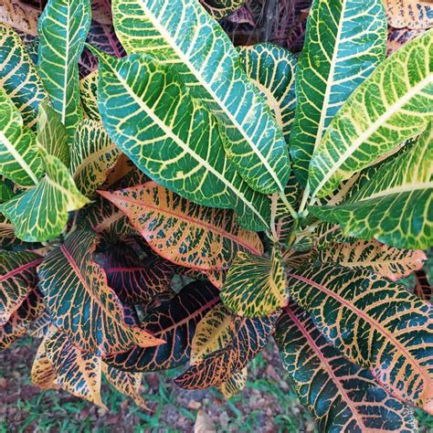 Puring Pudding Or Kroton Codiaeum Variegatum Are Popular Garden