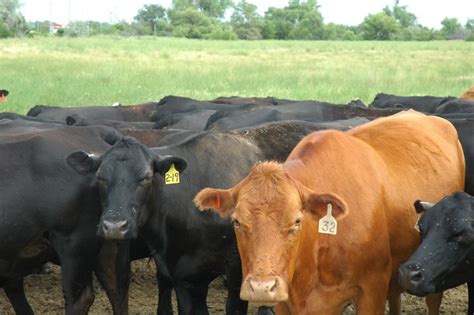Reducing Fly Populations On Pastured Cattle In Nebraska Drovers