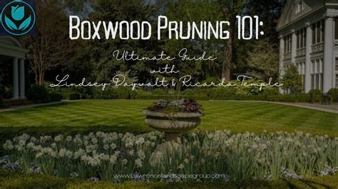 Expert Tips Mastering Boxwood Pruning