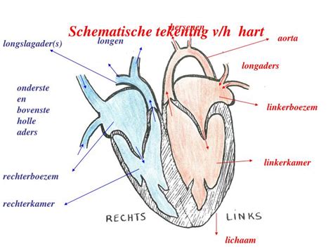 Ppt Bloedsomloop Powerpoint Presentation Id4810344
