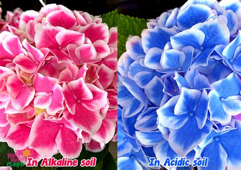 Hydrangea Tea Time™ Bicolour 8 Pot Hello Hello Plants