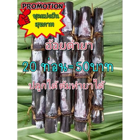 อ้อยดำ อ้อยยา ปลูกได้ ต้มดื่มล้างไตได้ จำนวน 20 ท่อน ชุดแบ่งปัน