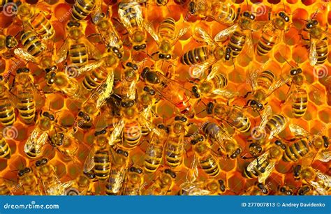 Queen Bee Lay Eggs In The Honeycomb Stock Image Image Of Reproduction