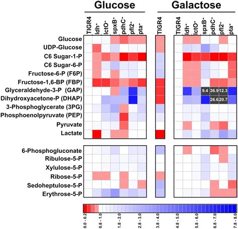 Loss Of Pyruvate Node Enzymes Impacted The Levels Of Key Glycolytic