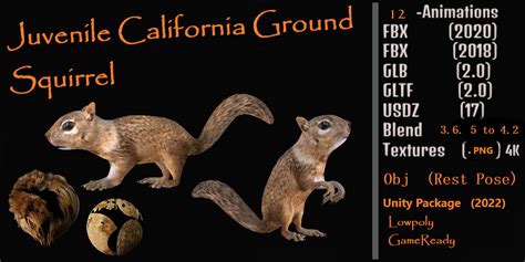 Juvenile California Ground Squirrel Superhive Formerly Blender Market
