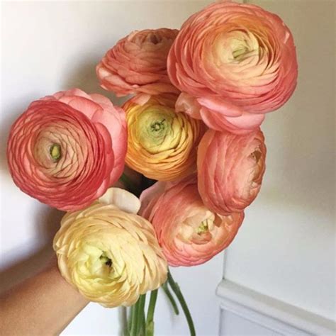 Ranunculas Peach Ranunculus Ranunculus Flowers Peach Wedding Flowers