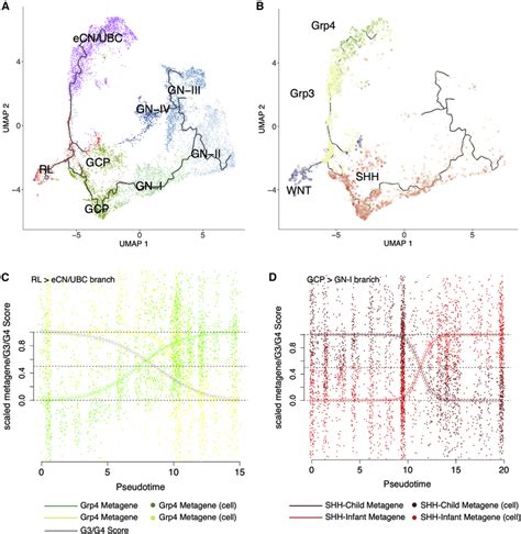 the group 3 group 4 continuum is mirrored in early human cerebellar