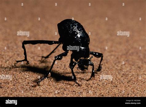 Darkling Beetle Onymacris Unguicularis Drinking Namib Desert