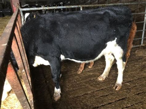 Cow And Calf For Sale For Sale In Tyrone For £0 On Donedeal