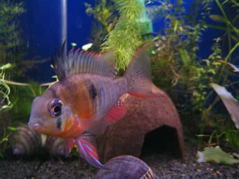 Bolivian Ram Cichlid Care Tank Mates Diet And More