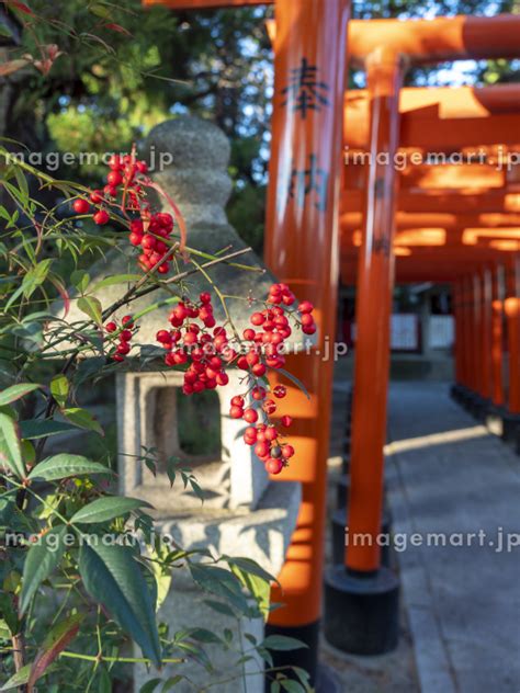 赤い南天の実と鮮やかな神社の鳥居の写真素材 207345924 イメージマート