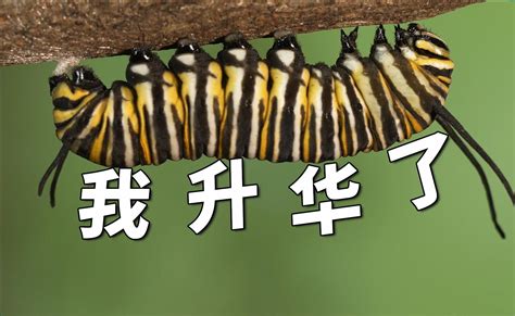 深度观察 为什么毛毛虫这么饿 纪录频道CN 纪录频道CN 哔哩哔哩视频