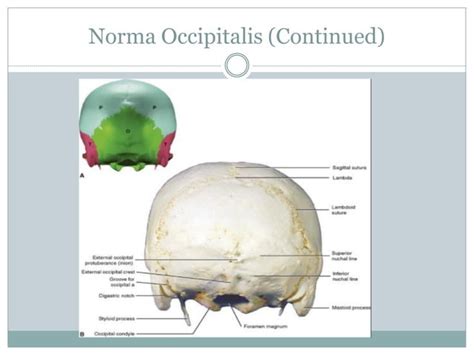 Anatomy Head And Neck Norma Occipitalis Pptx Pdf