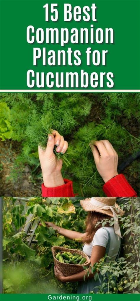 Best Companion Plants For Cucumbers Companion Planting Cucumber Companion Plants Cucumber