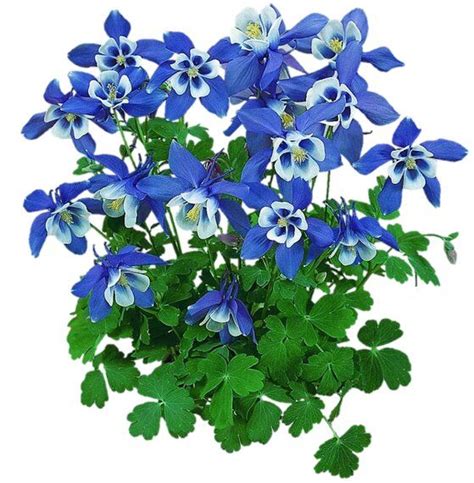 БАЗА растений на прозрачном фоне — Яндекс Диск Иллюстрации растений Растения Дизайн сада