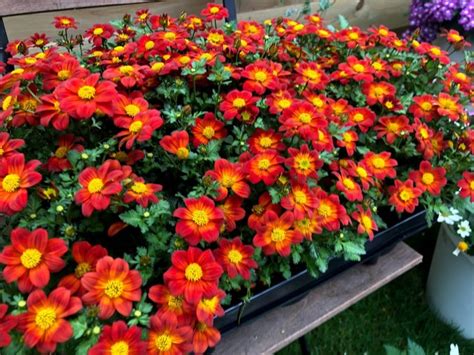 בידנס Bidens Ferulifolia מימון שתילי איכות