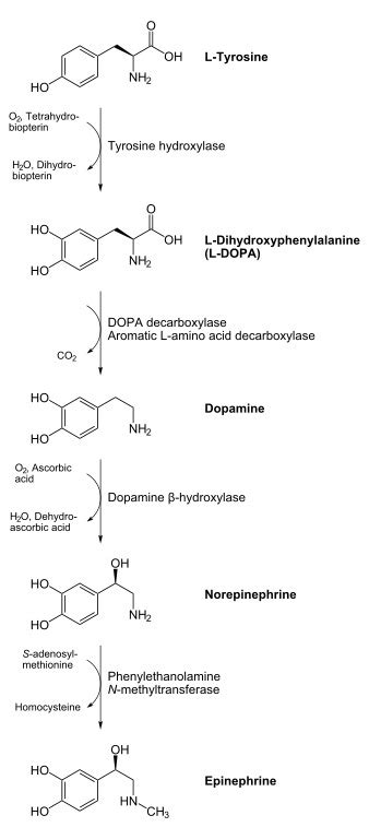 [figure Biosynthesis Of Catecholamines Adrenaline Epinephrine