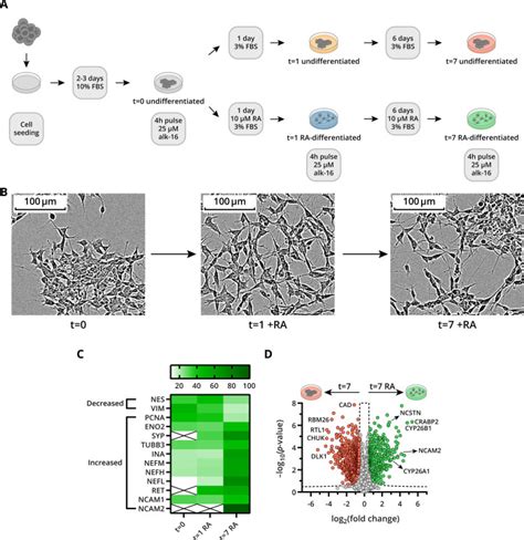 S Palmitoylation During Retinoic Acid Induced Neuronal Differentiation