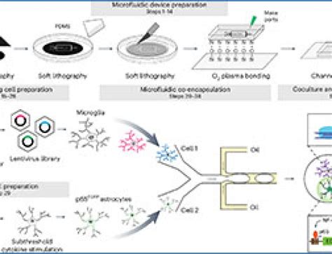 Full Length Rna Seq From Single Cells Using Smart Seq2 Rna Seq Blog