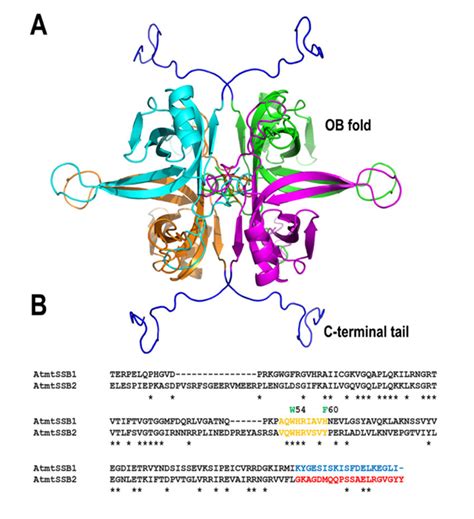 Homology Model Of Tetrameric Atmtssb1 A Homology Model Of Atmtsbb1