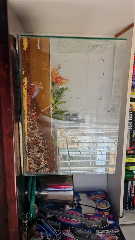 My Frog Toad Tank Thoughts R Frogsandtoads