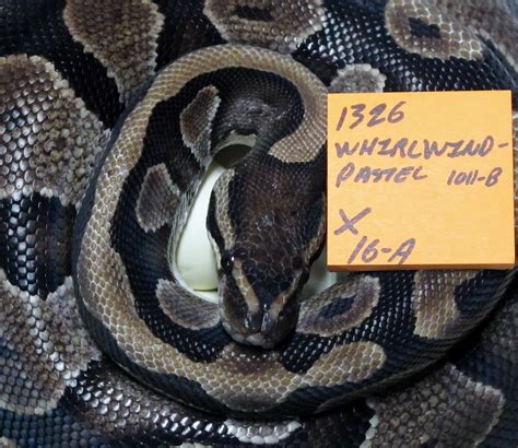 Ball Python On Eggs Twin Cities Reptiles