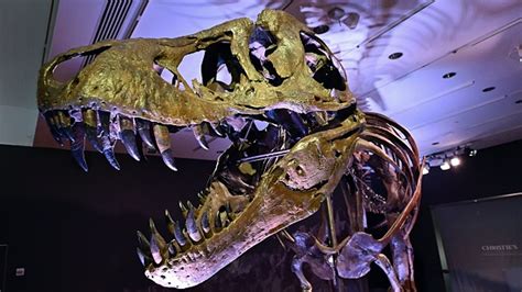 T Rex Skeleton Named Stan Breaks Dinosaur Fossil Record With £24 5m Auction Sale World News