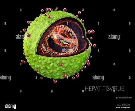 Pvc Microbiology Models Hepatitis B Virus Model For Laboratory At ₹ 6000piece In Ambala