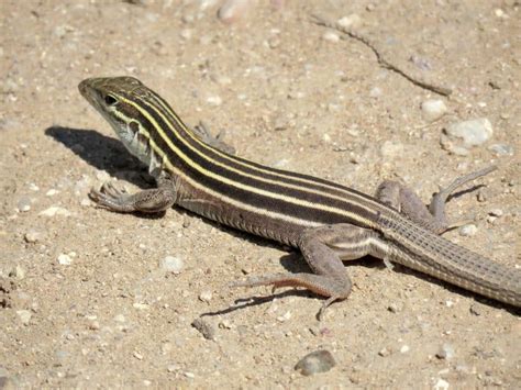 37 Types Of Lizards In Arizona With Pictures