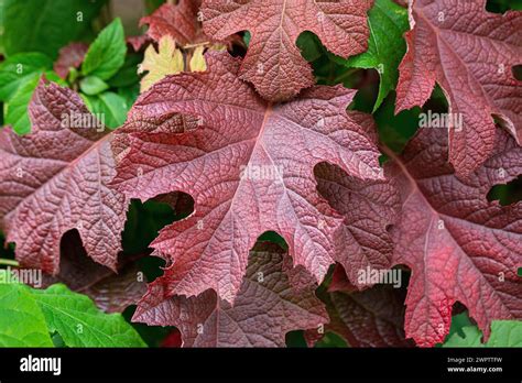 Oakleaf Hydrangea Hydrangea Quercifolia Ruby Slippers Cambridge Botanical Garden Germany