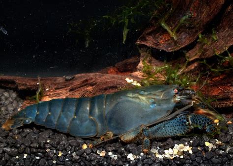 Atya Gabonensis Африканска Филтърна Скарида Българска аквариумна