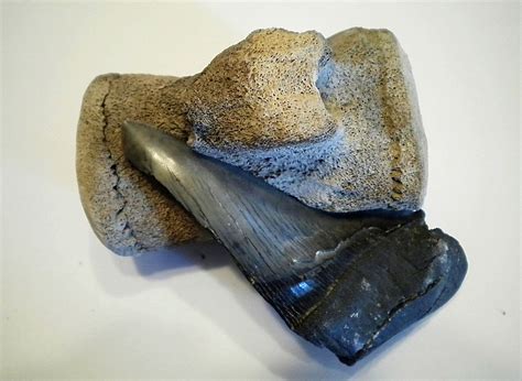 Whale Caudal Vertebrae That Was Bitten By This Megalodon Tooth