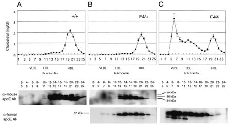 Distribution Of Cholesterol And Apoe Among Lipoprotein Fractions Of The Download Scientific